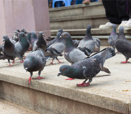 Removal, Pest Pigeons, Melbourne, Commercial, Industrial | Pigeoncontrol