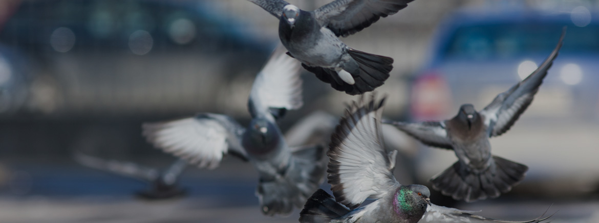 Slide #2 - Australian Pigeon Control